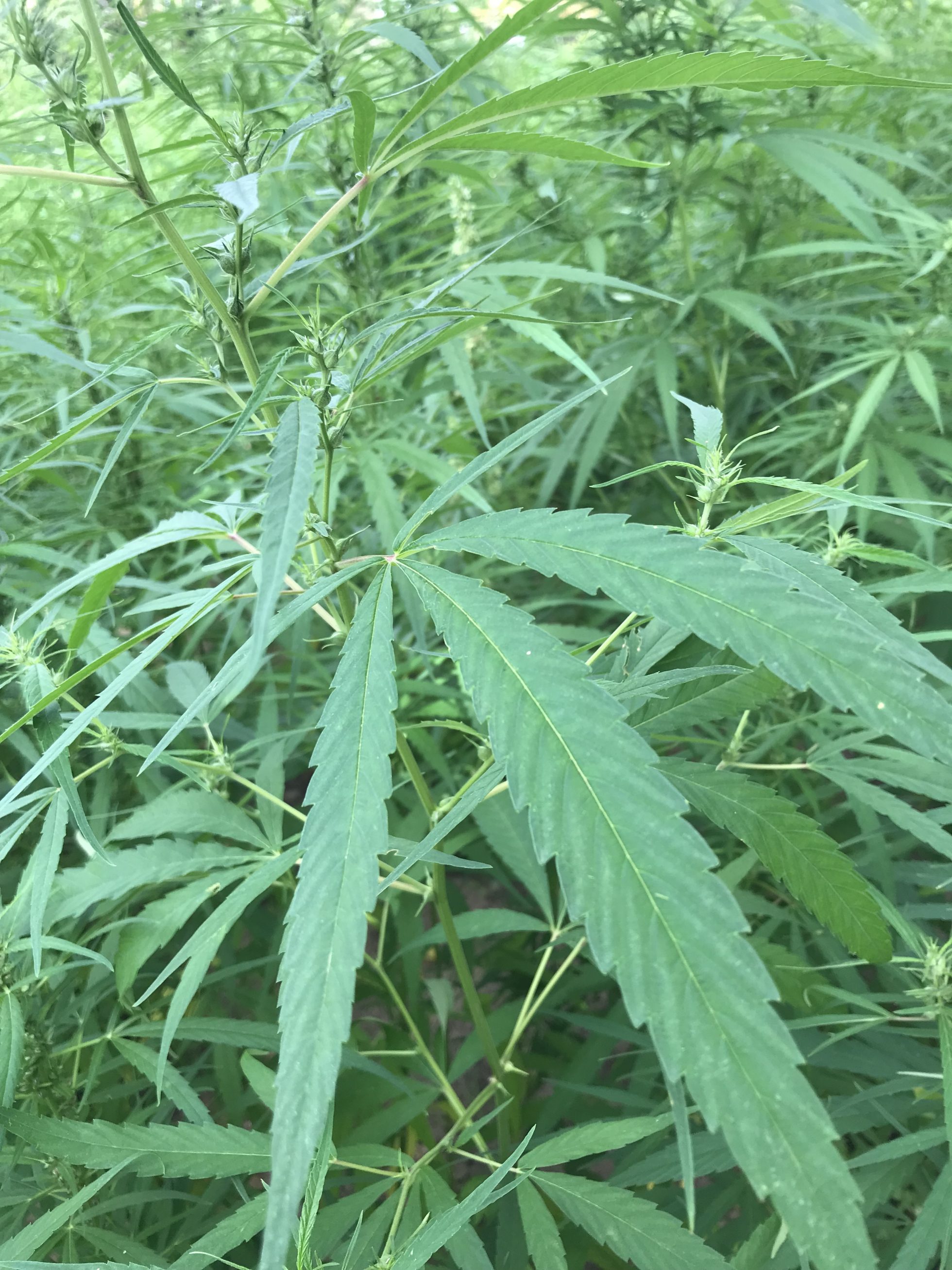 Jinack Island - DIBBA Gambia Safari